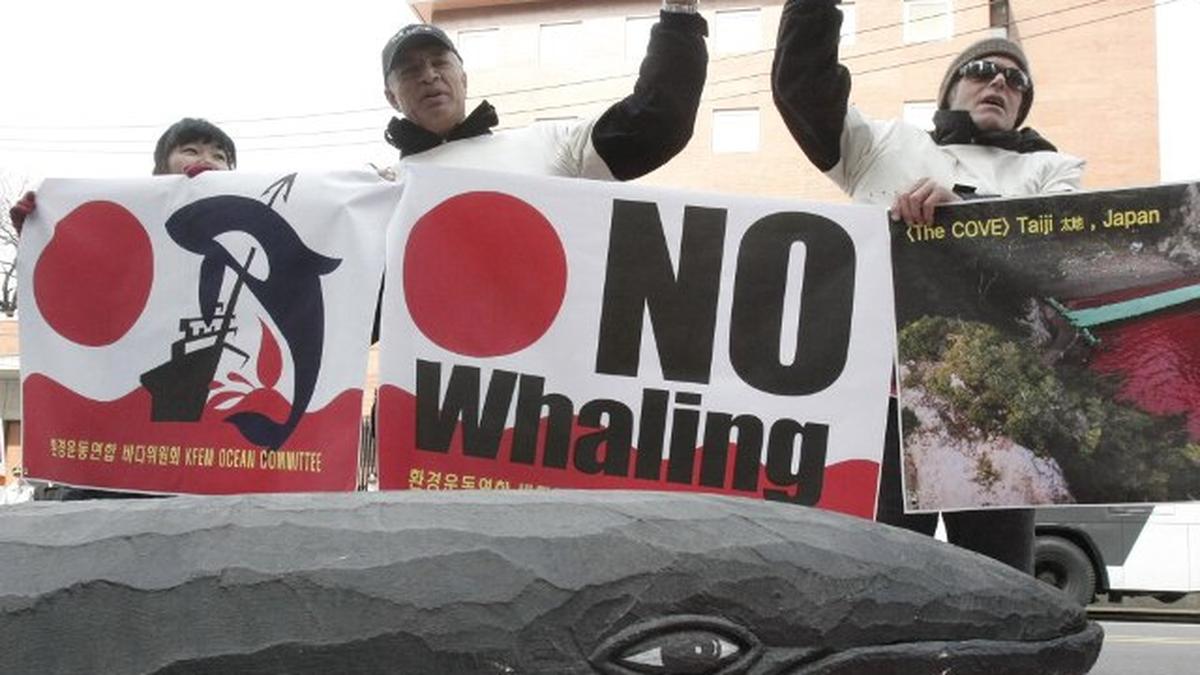 Despite protests, Japan resumes whale hunt in Antarctic - The Hindu